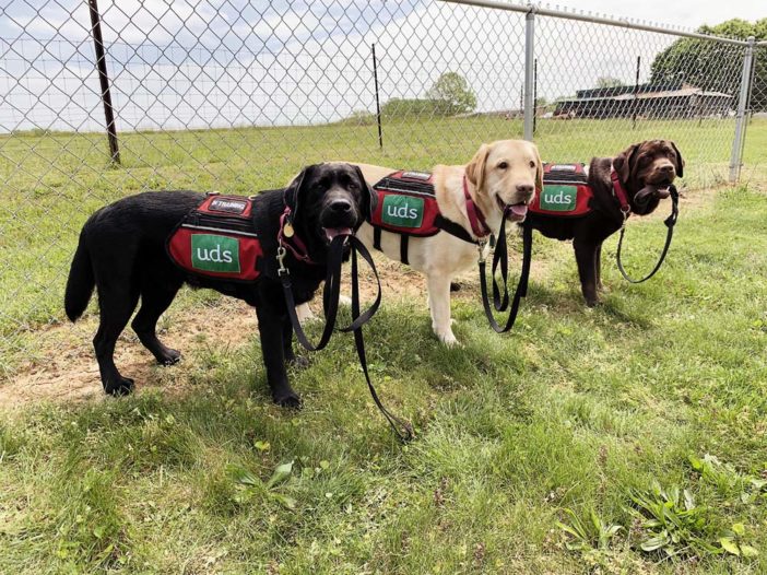 Matching Service Dogs to Assist Children With Disabilities - UDS Foundation