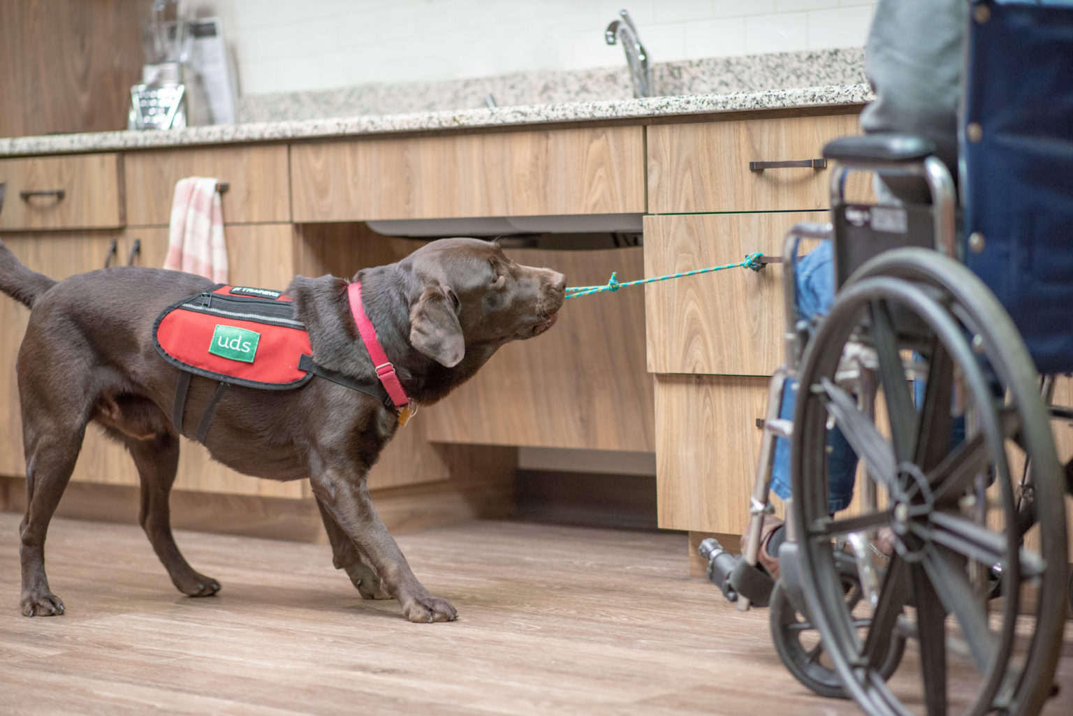 How Service Dogs Sense Medical Emergencies Before Humans Do - UDS ...